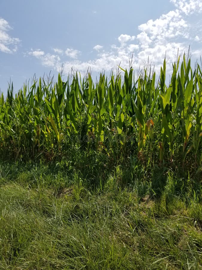 Summer Sun Corn Field Overgrown Stock Image - Image of summer, corn ...
