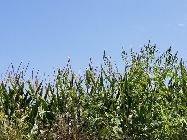 Summer Sun Corn Field Overgrown Stock Image - Image of ecoregion ...
