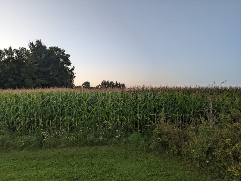 A corn field in the summer stock image. Image of farming - 312839817