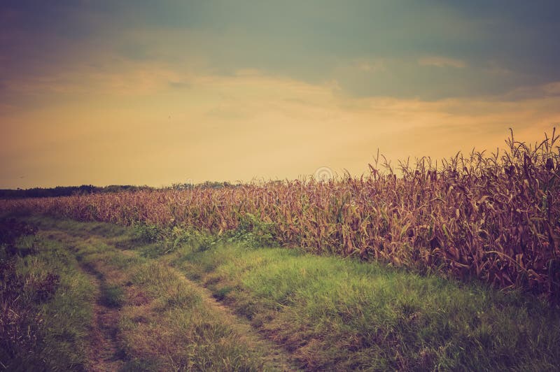Corn field stock photo. Image of green, dusk, grass, dramatic - 34594024