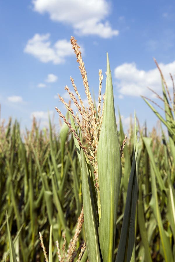 Corn field, summer time stock photo. Image of freshness - 68975074