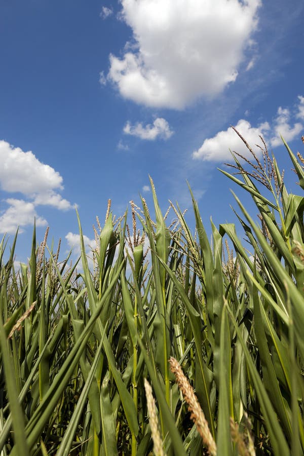Corn field, summer time stock photo. Image of family - 68975254