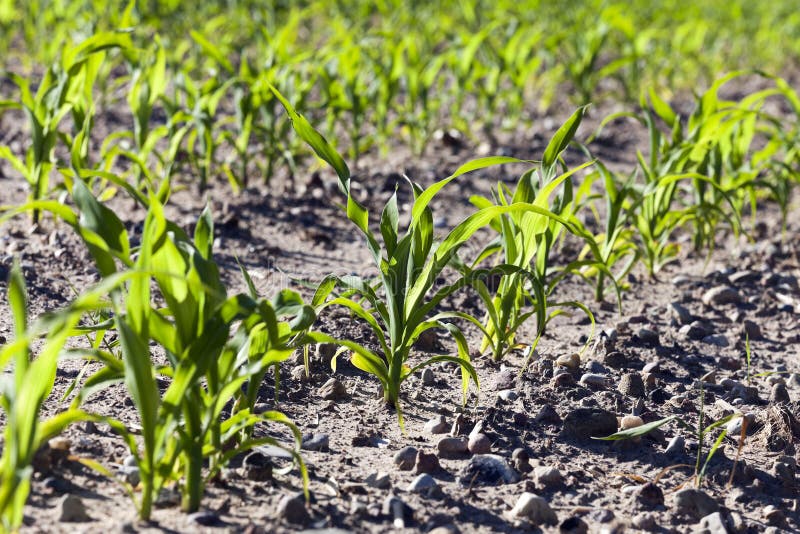 Corn field, summer time stock photo. Image of field, agronomy - 69639634