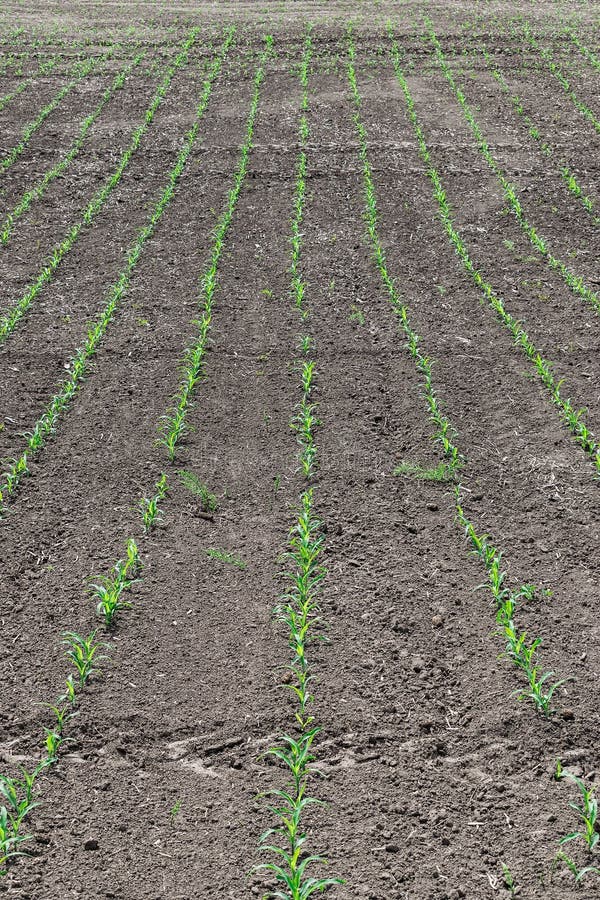 Corn field in summer stock image. Image of countryside - 93719933