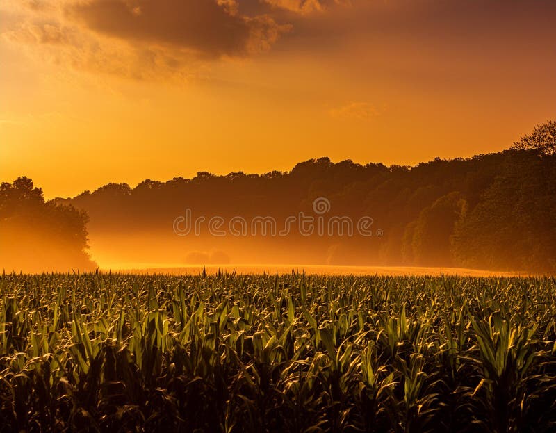 A Corn Field on a Summers Morning Stock Illustration - Illustration of ...