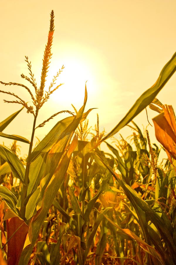 Corn field with sun stock image. Image of ripe, good, sunny - 2961781