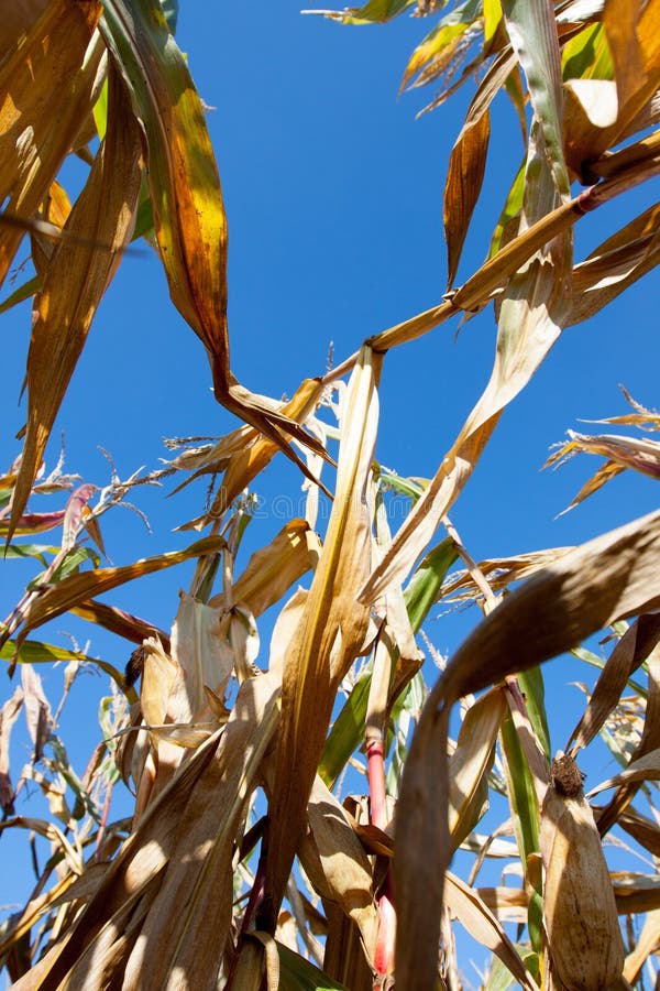 Corn field in the sun stock image. Image of farm, stalk - 36439809