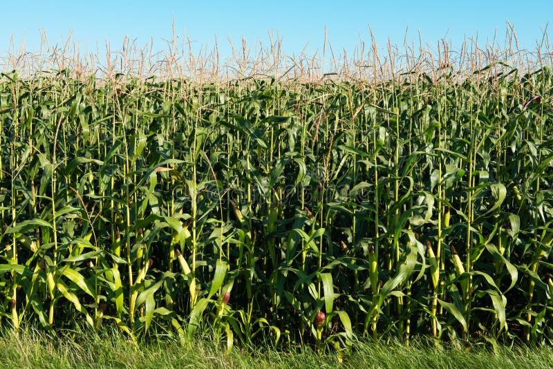 Corn field on a sunny day stock photo. Image of farming - 175982176