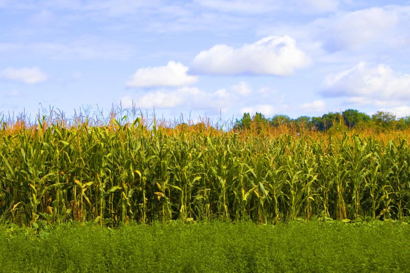 Corn field in sunny day stock image. Image of stems - 374170205
