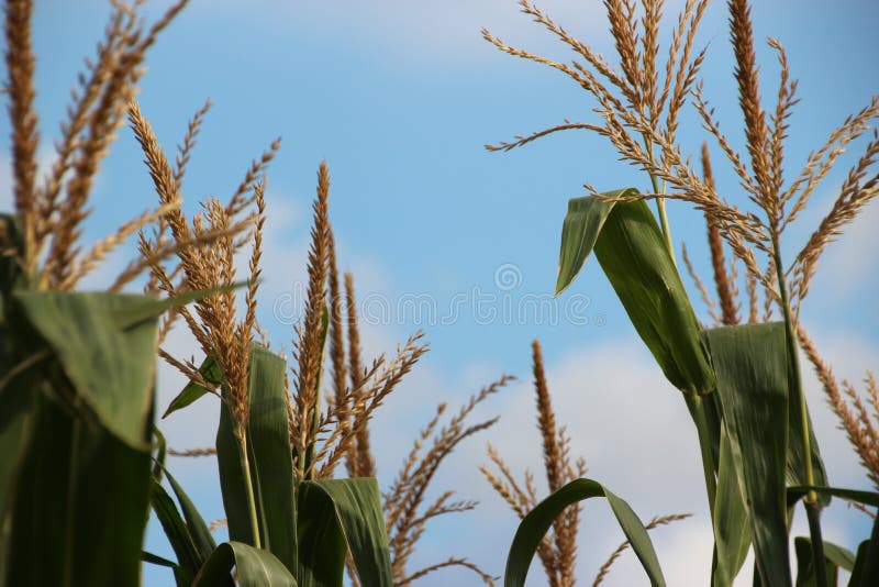 Corn Field stock photo. Image of alive, beauty, garden - 47146634