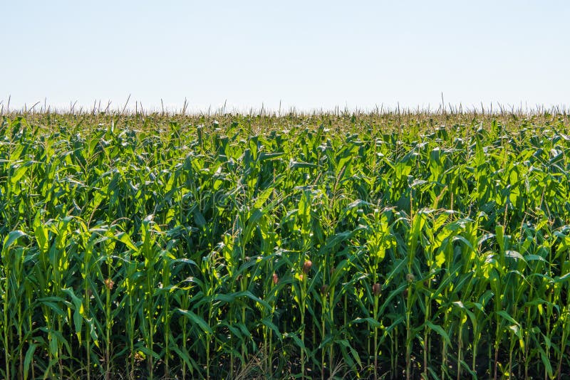 Corn field stock image. Image of summer, ripe, food, corn - 74958169