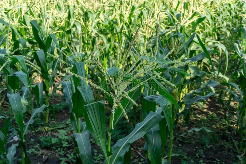 Corn Field at the Sunny Day. Flowering Corn Shoots in the Corn Field ...