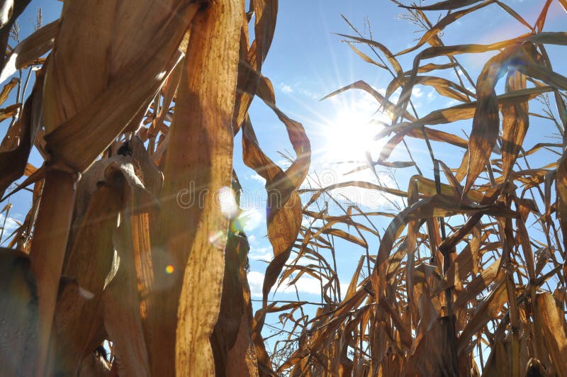 Corn field stock photo. Image of canada, sunny, corn - 72219050