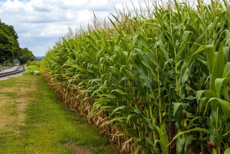Corn Field on a Sunny Day stock photo. Image of harvest - 136172370