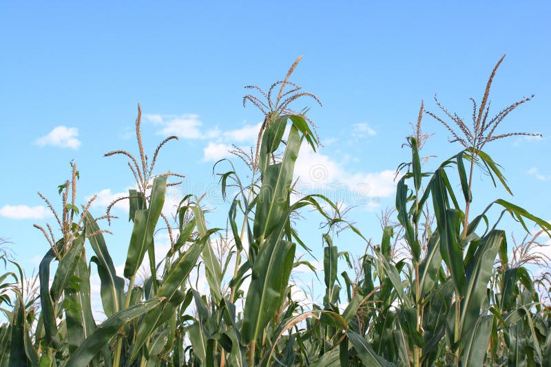 Corn field stock image. Image of cultivated, mature, meadow - 43504949