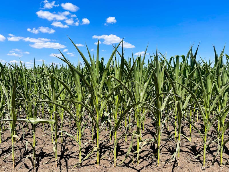 Corn field stock image. Image of corn, cereal, grassy - 252583567