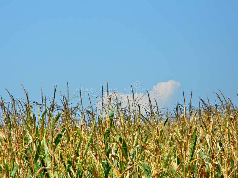 Corn Field on Sunny Weather Stock Image - Image of cloud, nature: 159094627
