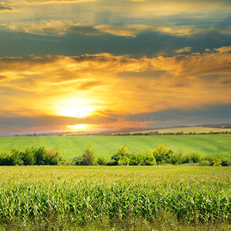 Corn Field and Sunrise on Blue Sky Stock Image - Image of grass ...