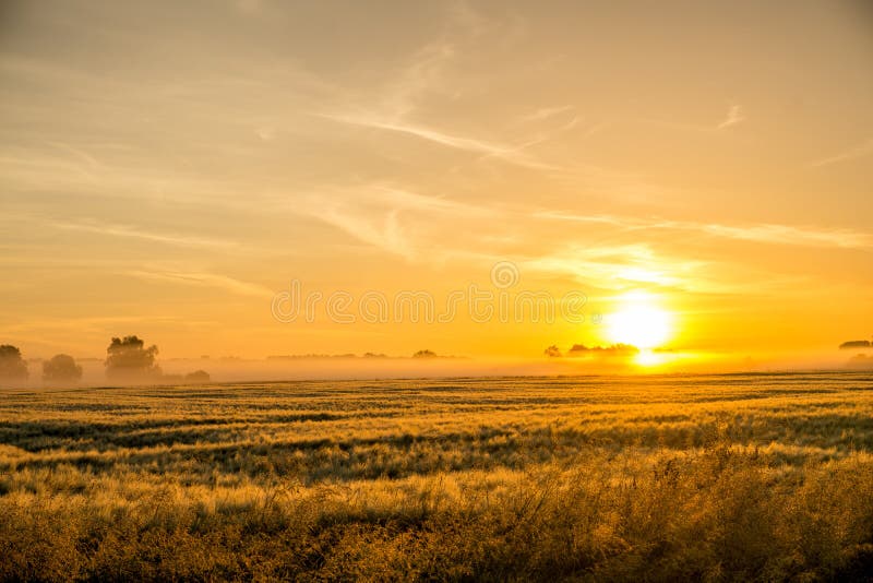 Corn field at sunrise stock photo. Image of farm, sunrise - 93672806