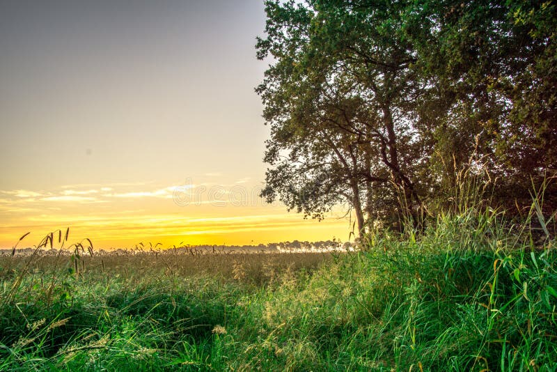 Corn Field at Sunrise with Trees Stock Photo - Image of grain, sunset ...
