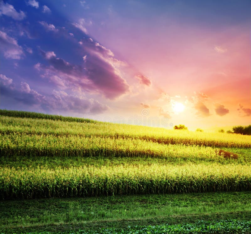 The corn field at a sunset stock photo. Image of green - 158004294
