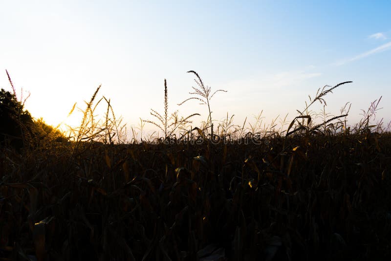 Corn field on sunset stock image. Image of season, vegetable - 101936701