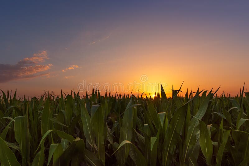Corn field at sunset stock photo. Image of copy, agricultural - 152745002