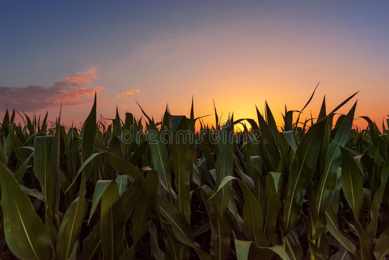 Corn field at sunset stock image. Image of agriculture - 180914275