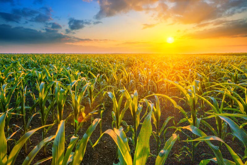 Corn Field at Sunset with Bright Sun Stock Photo - Image of horizon ...
