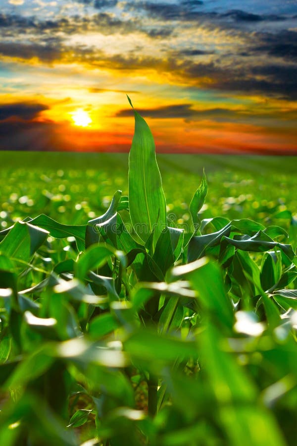 Corn field at sunset stock image. Image of field, crop - 45779871