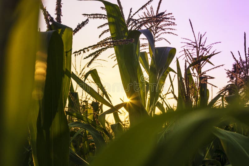Corn field at sunset stock image. Image of bright, farm - 82035713