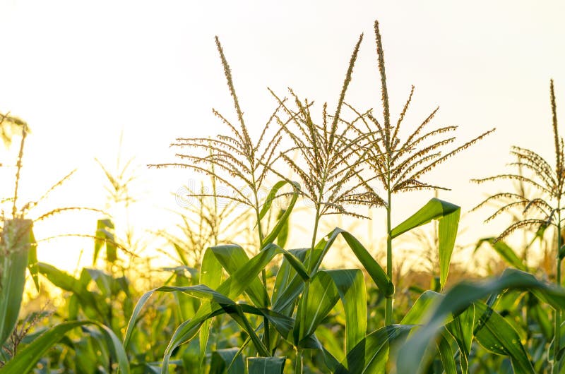 Corn field in sunset stock image. Image of flower, rural - 92809395
