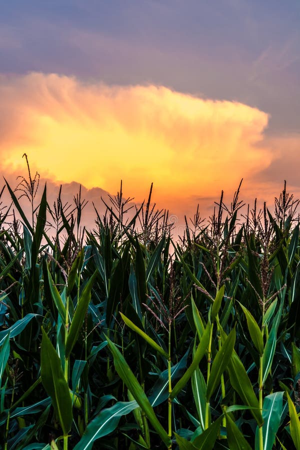 Corn field in sunset stock photo. Image of outdoors, sunlight - 44330882