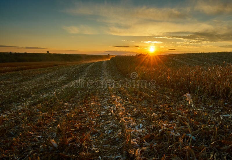 Corn field at sunset stock image. Image of gold, farm - 100806633