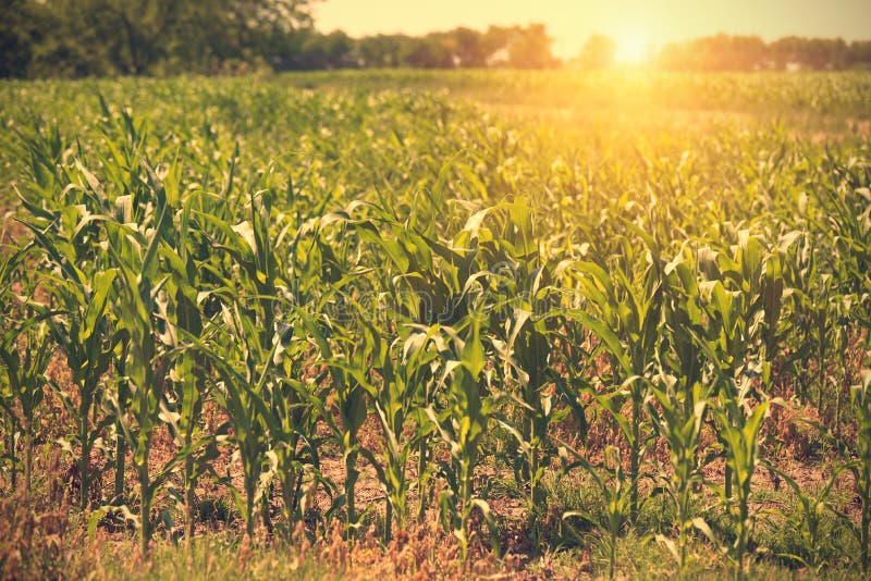 Corn field in sunset stock photo. Image of nature, early - 96919100
