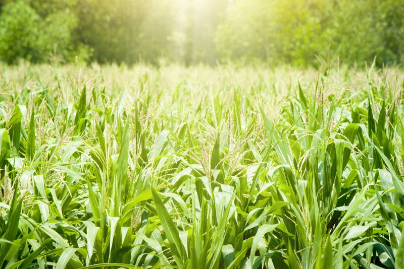 Corn field in sunset stock photo. Image of cereal, maize - 92159886