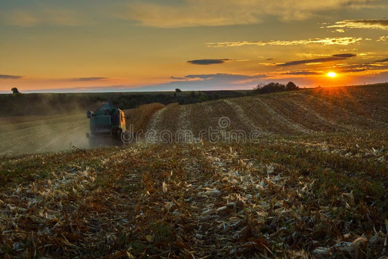 Corn Field at Sunset and Harvester Stock Image - Image of orange, corn ...