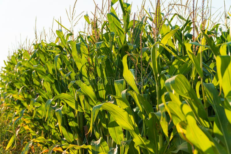 Corn Field at Sunset. the Corn is Illuminated by the Sun Stock Image ...