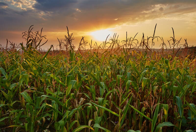Corn field at sunset stock photo. Image of harvest, cloud - 60527854