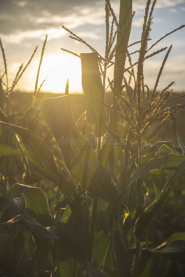 Corn Field at Sunset in Late Summer Stock Photo - Image of beautiful ...