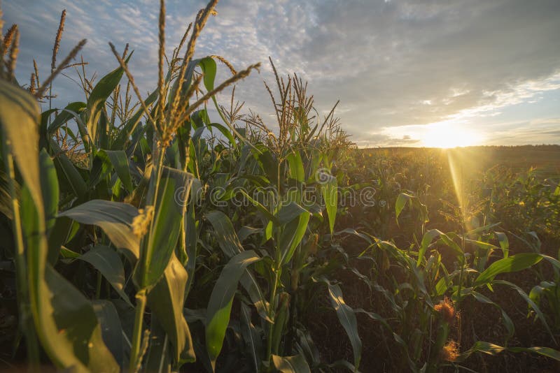 Corn Field at Sunset in Late Summer Stock Image - Image of sunshine ...