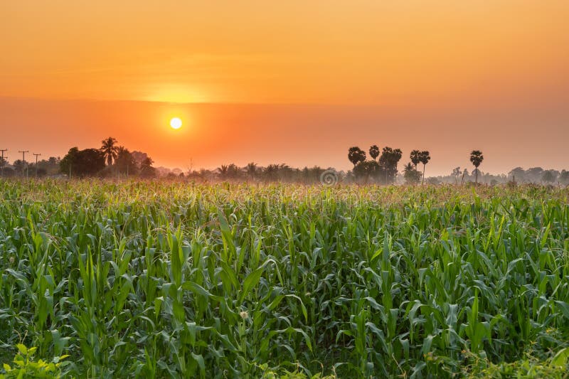 Corn Field with Sunset, Orange Light Stock Image - Image of farmland ...