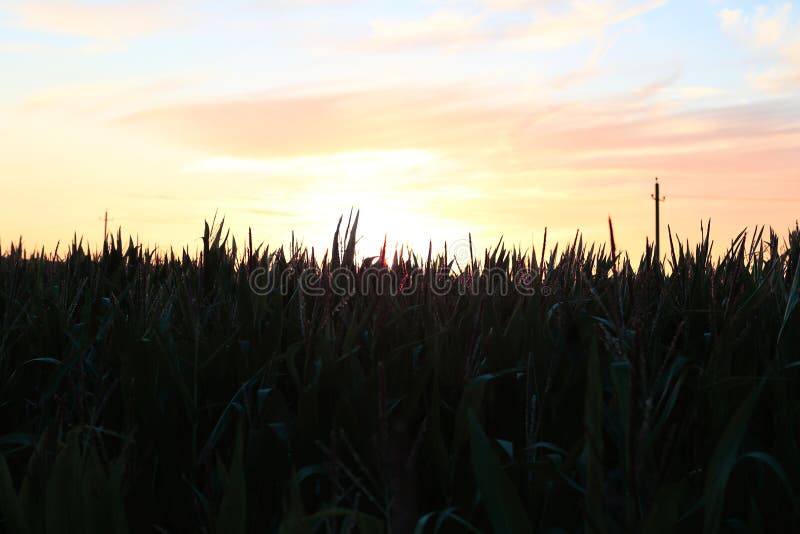 Corn field with sunset stock image. Image of corn, field - 60953753
