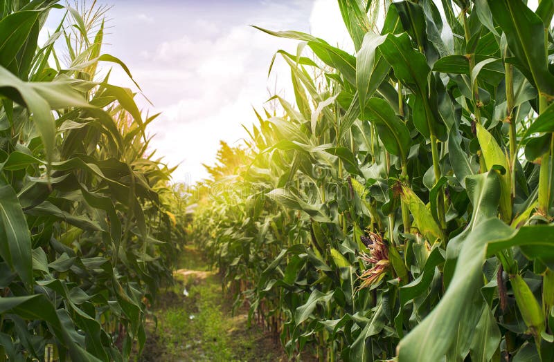 Cornfield on a hill stock photo. Image of nature, harvesting - 14664938