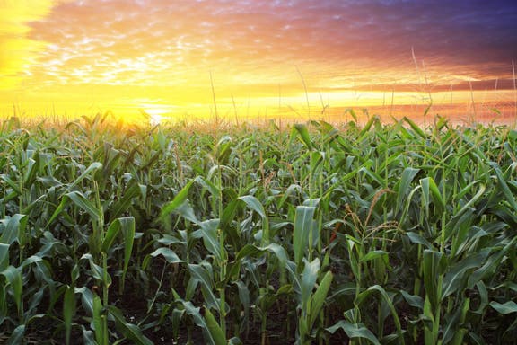 50,140 Sunset Arrocera Corn Stock Photos - Free & Royalty-Free Stock ...