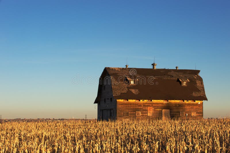 A Corn Field Surrounds a Rustic Barn Stock Photo - Image of orange ...