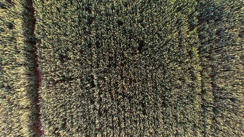 Corn Field Top View. 4K Aerial View of Plantation Green Corn Field ...