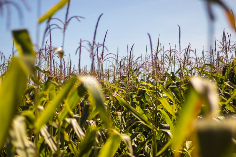 Corn Field - Tall Corn Plants with Green Leaves Stock Photo - Image of ...