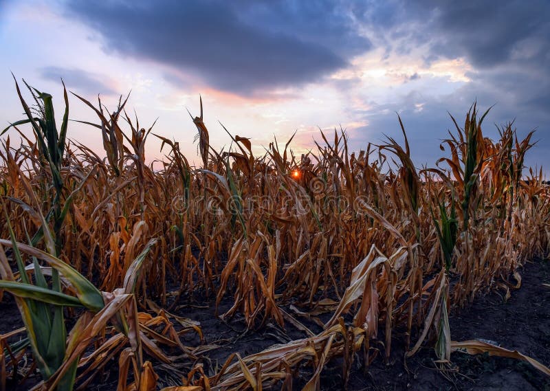 Corn Field at the Time of Drought at Sunset Stock Photo - Image of corn ...