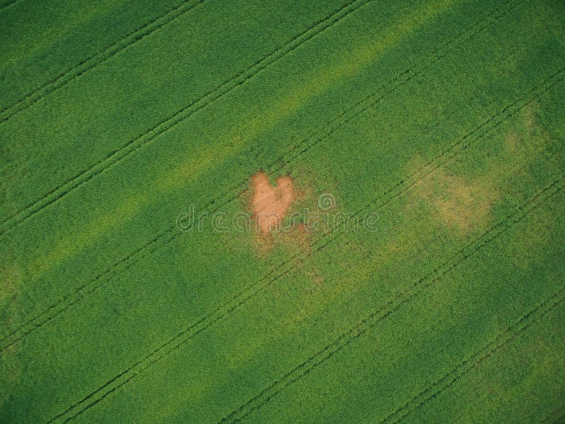 Corn Field from the Top View. Stock Image - Image of country ...
